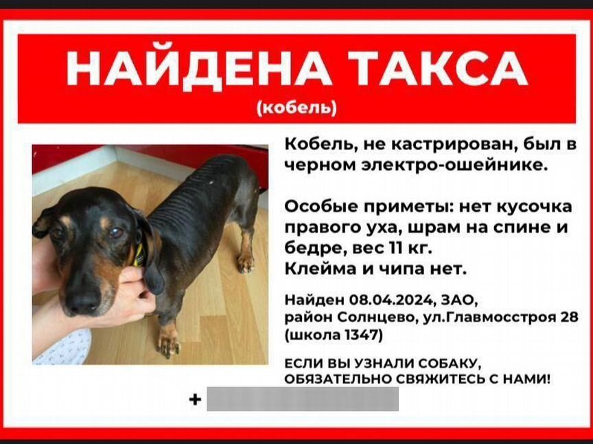 Найдена такса