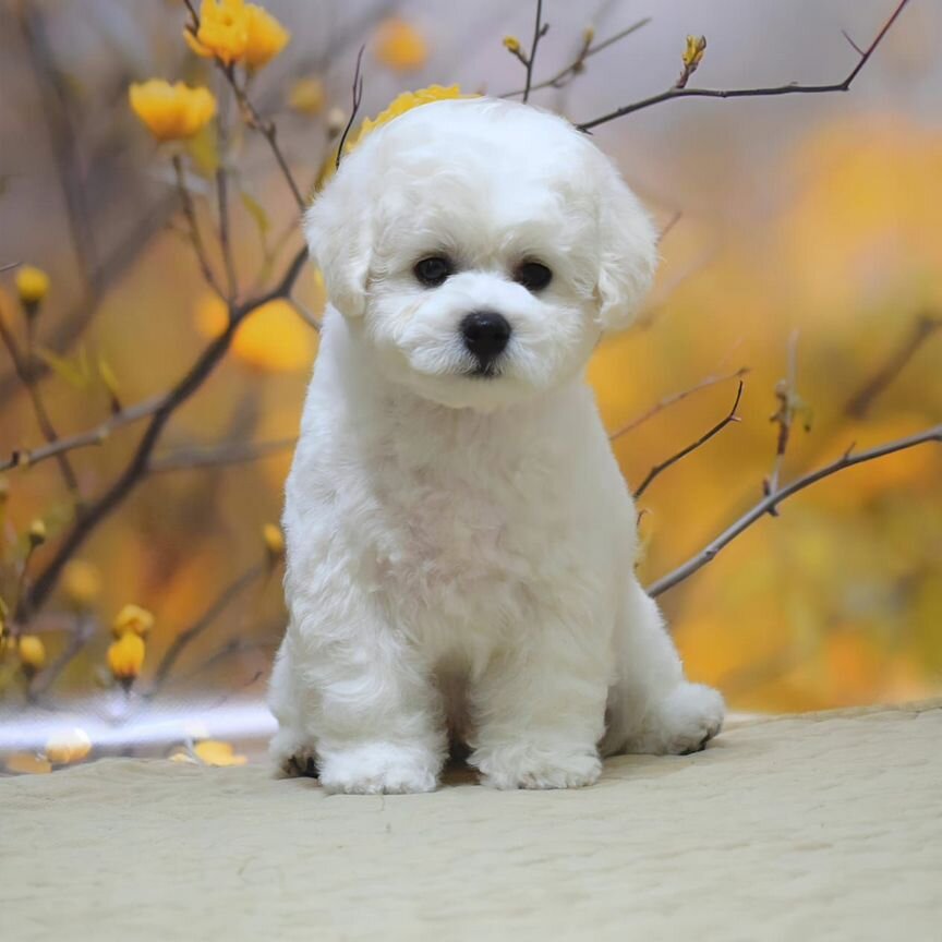 Щенки бишон фризе