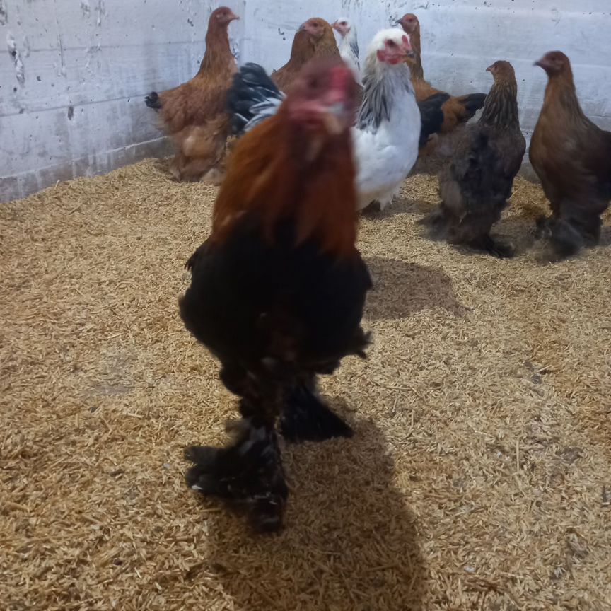 Куры и петухи брама