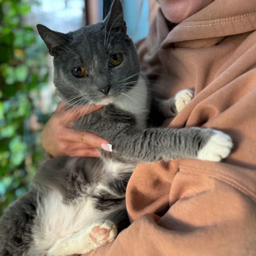 Коту нужен дом