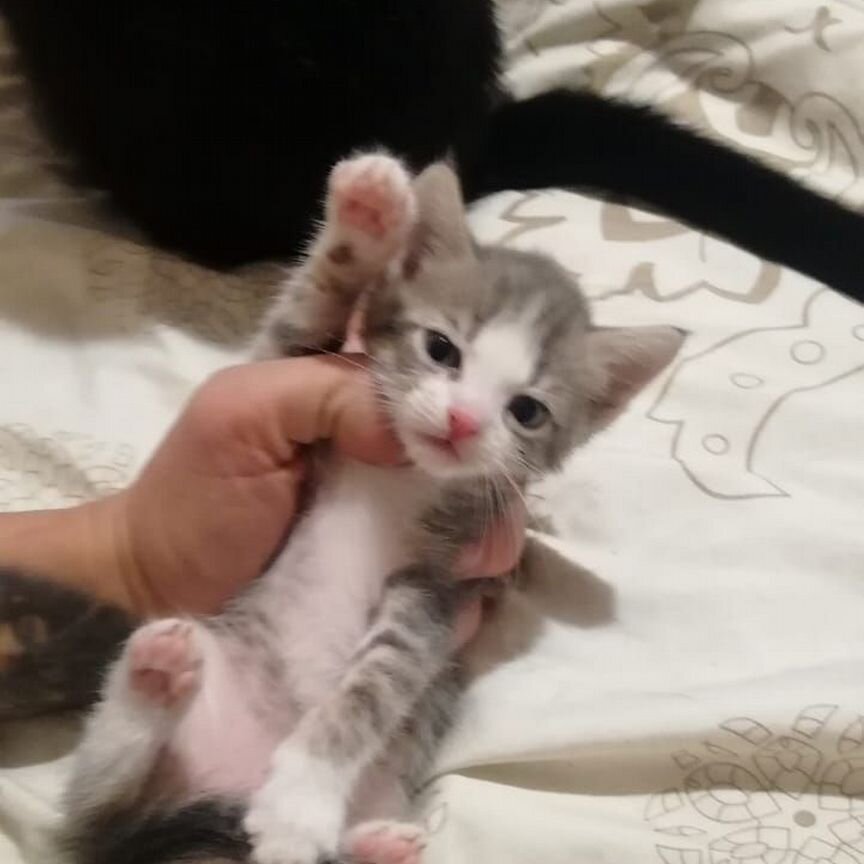 Котята в добрые руки бесплатно