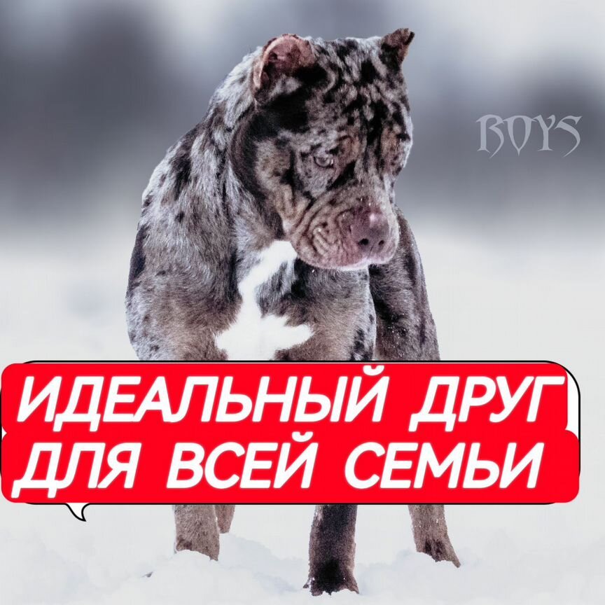 Щенок Американский Булли мрамор