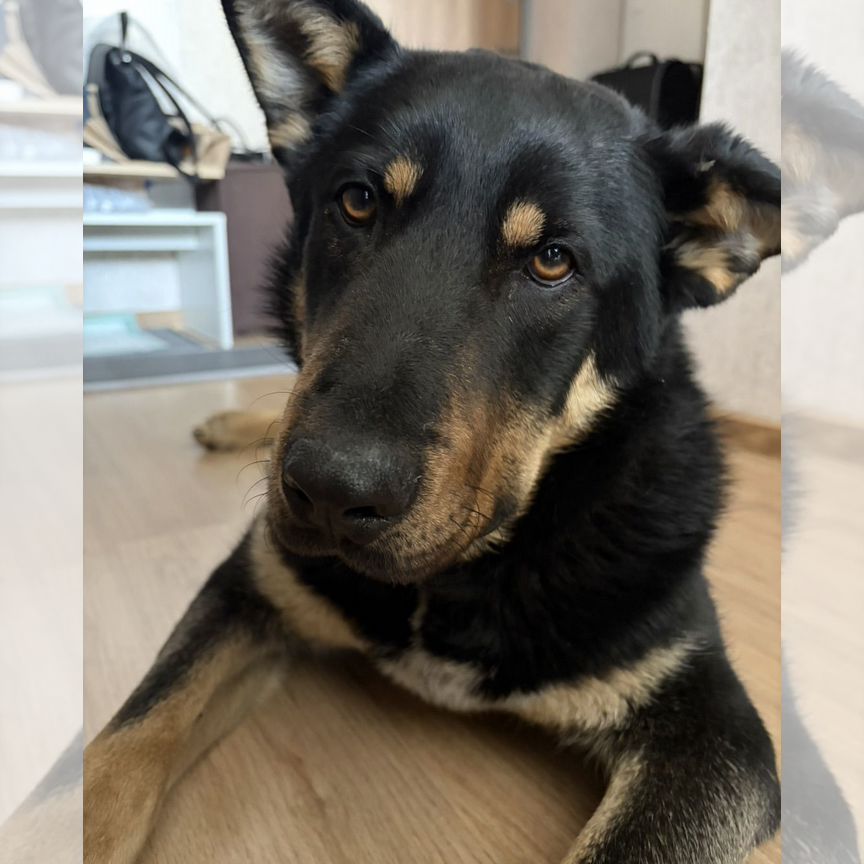 Взрослый пёс в добрые руки