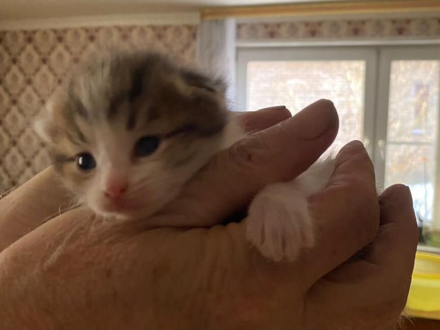 Котенок девочка