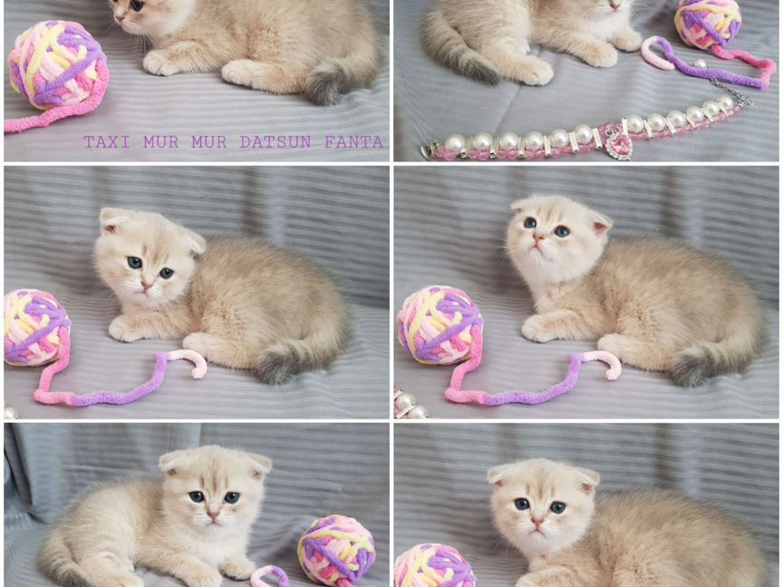 Котята шотландские фолд / страйт