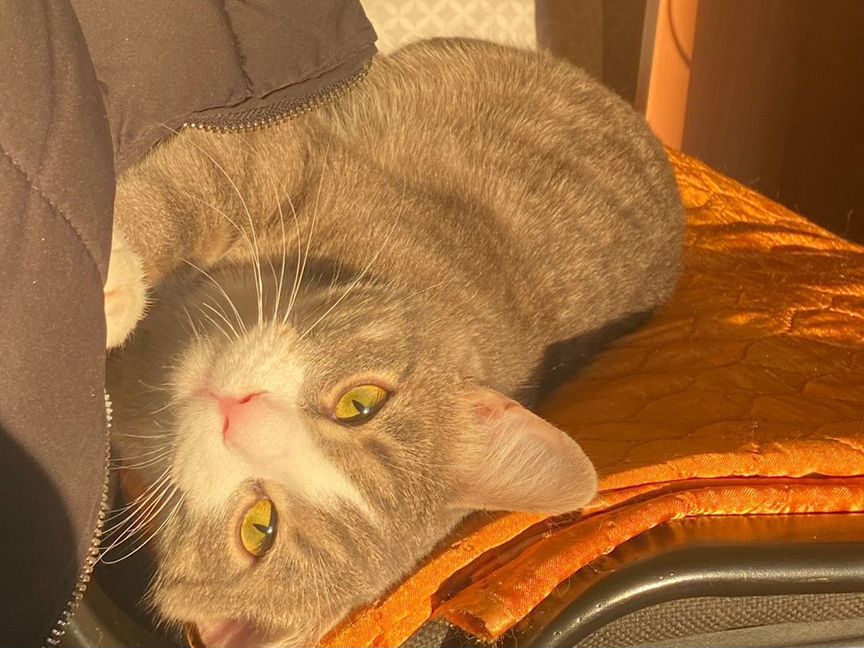 Кошка