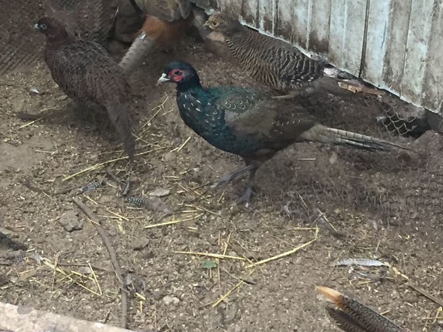 Фазаны охотничьи 3 семьи