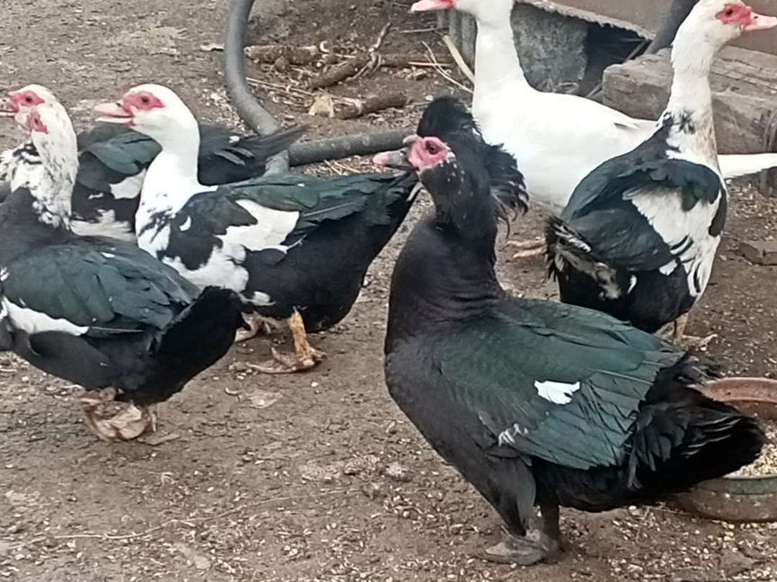 Индоутки на племя, с утятами