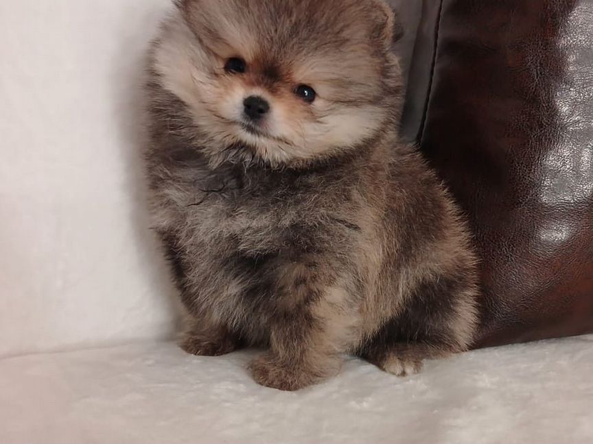 Померанский шпиц мини щенок