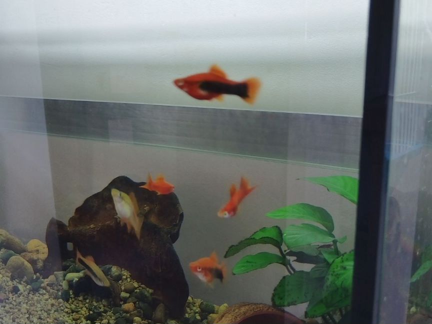 Рыбки в аквариум