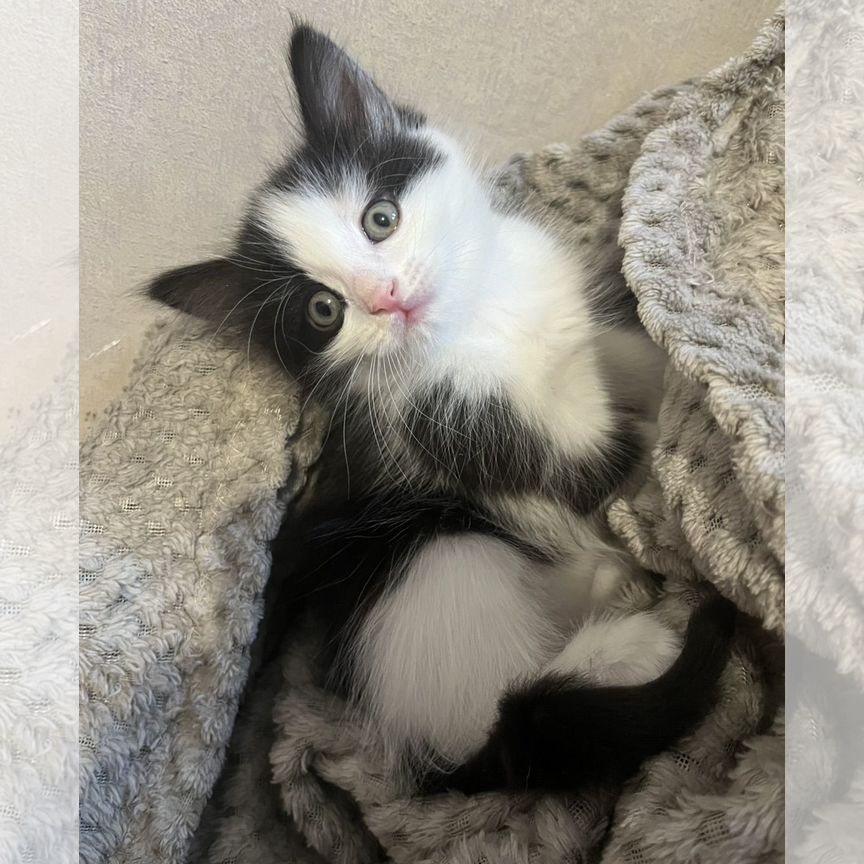 Мейн-кун котёнок