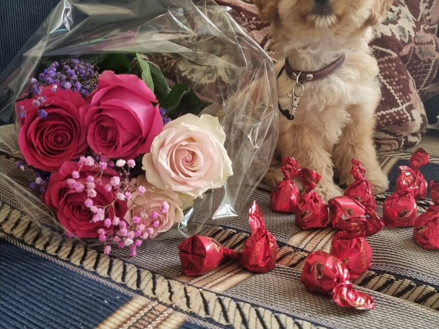 Мальтипусик Мальтипу Девочка