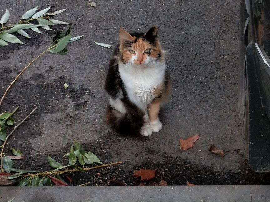 Кошка в дар бесплатно замерзнет