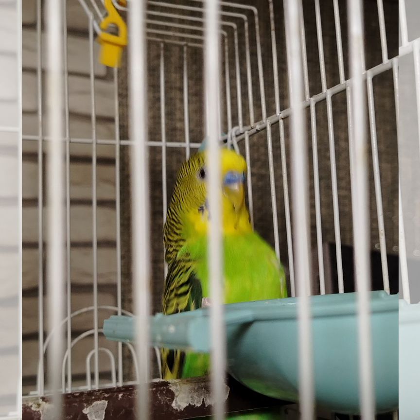 Волнистый попугай