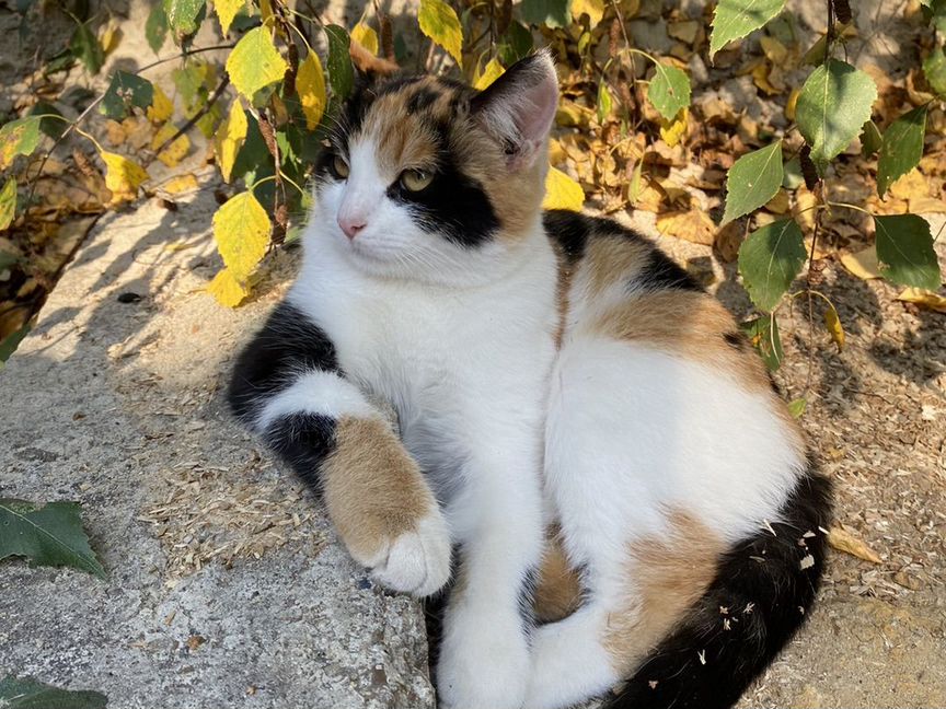 Кошечка ласкушка