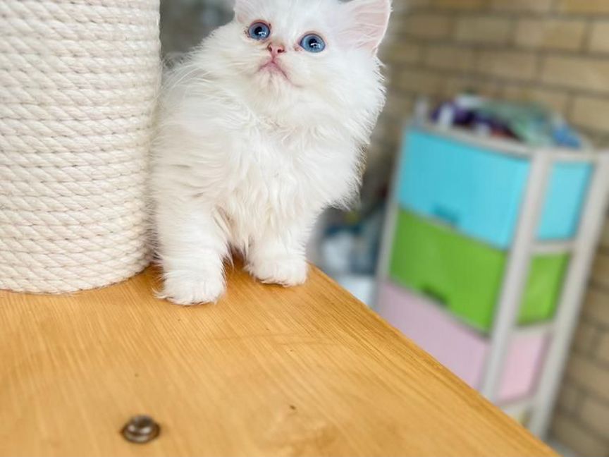 Британская серебристая шиншилла