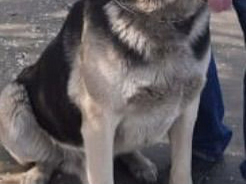 Восточноевропейская овчарка