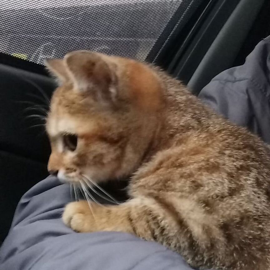 Лапочка девочка