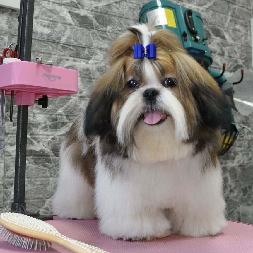 Ши-тцу, щенок