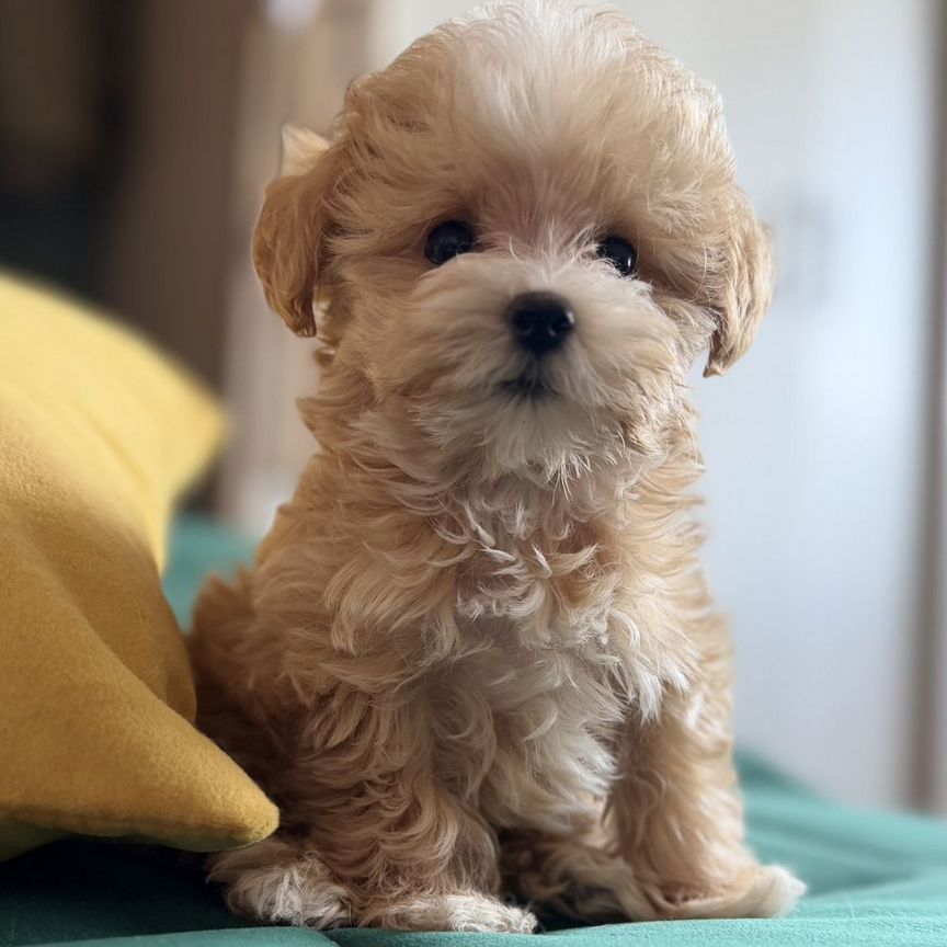 Мальтипу, щенок