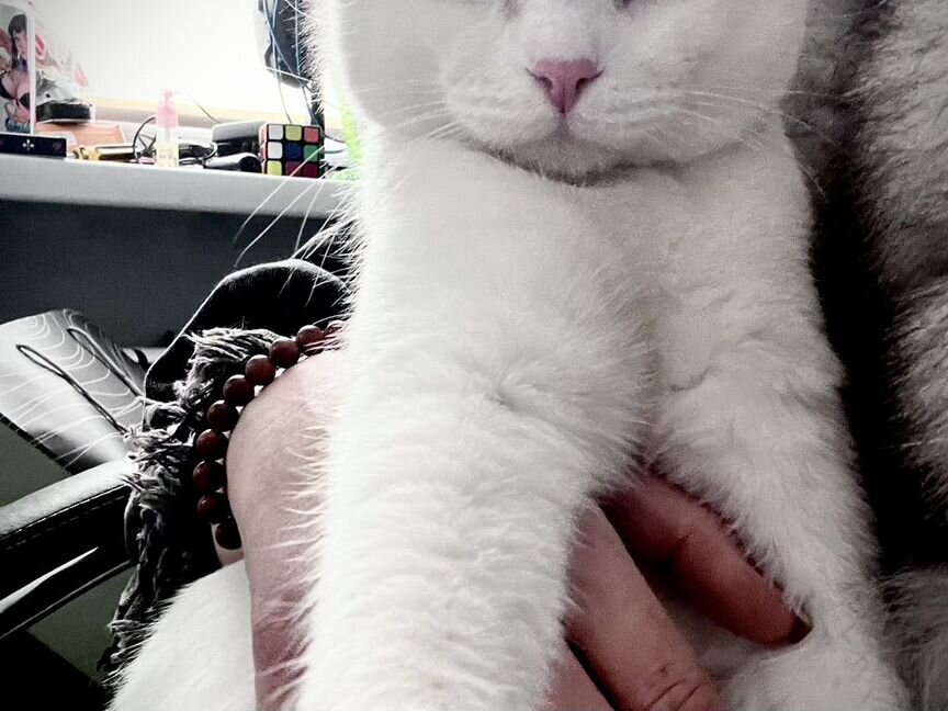 Вислоухий котик бесплатно