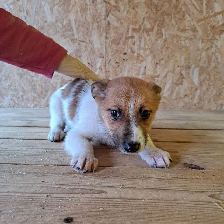 Щенок в добрые руки бесплатно средняя порода