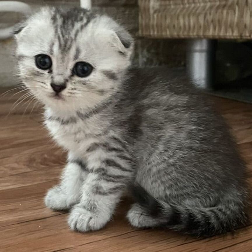 Шотландский вислоухий длинношёрстный котёнок