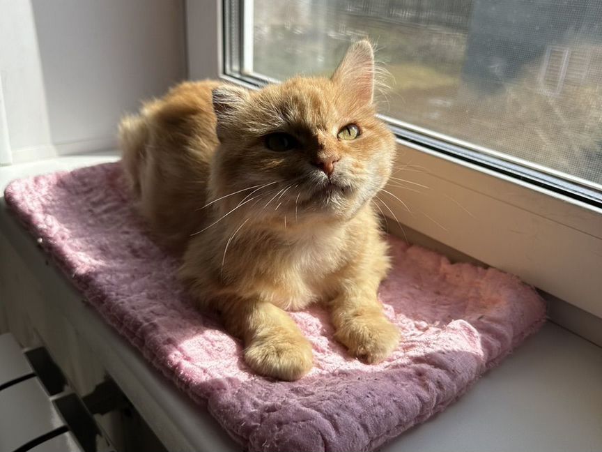 Котик Голд ищет дом