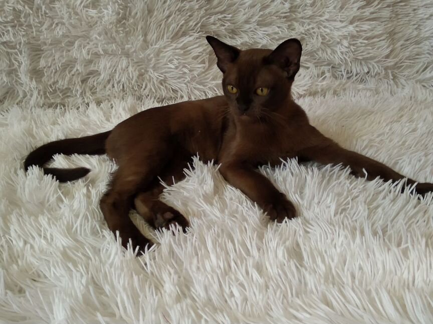 Бурманские котята