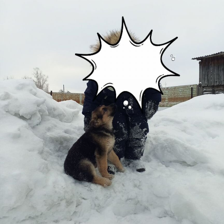 Продам алиментного щенка немецкой овчарки