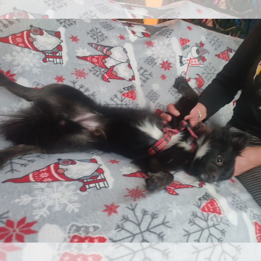 Случка собак