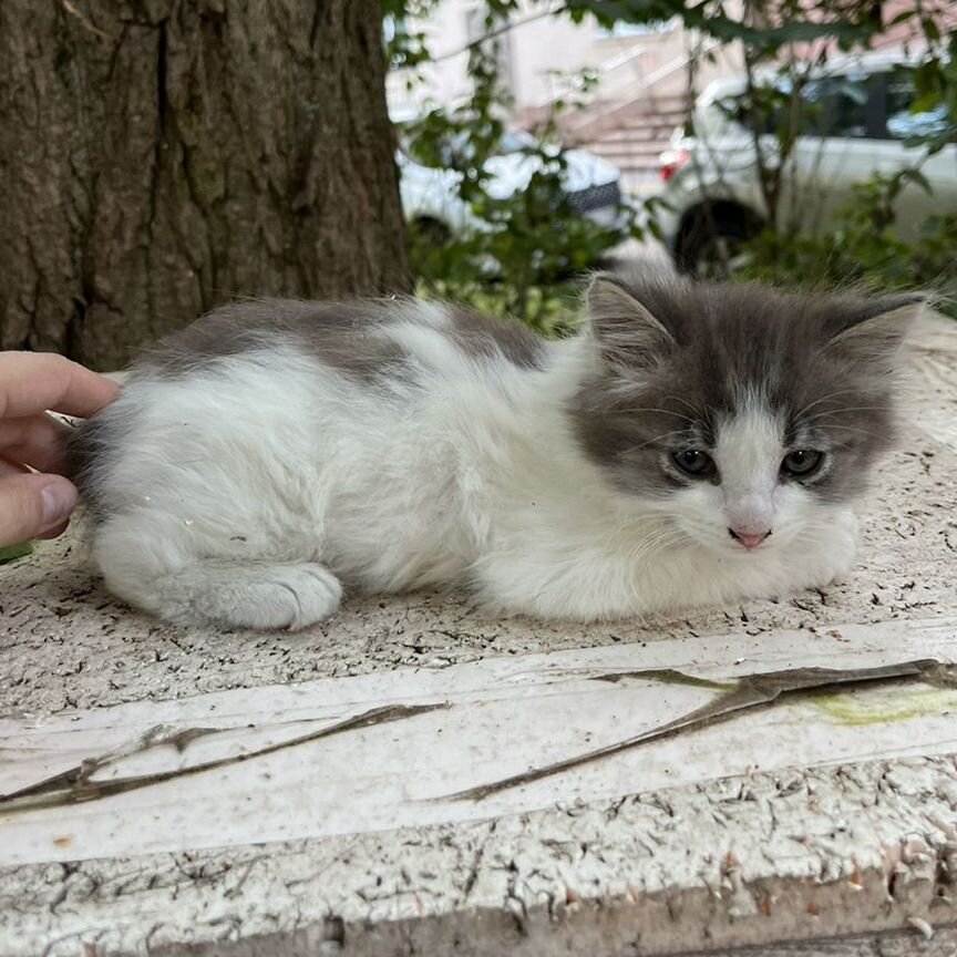 Игривый котенок