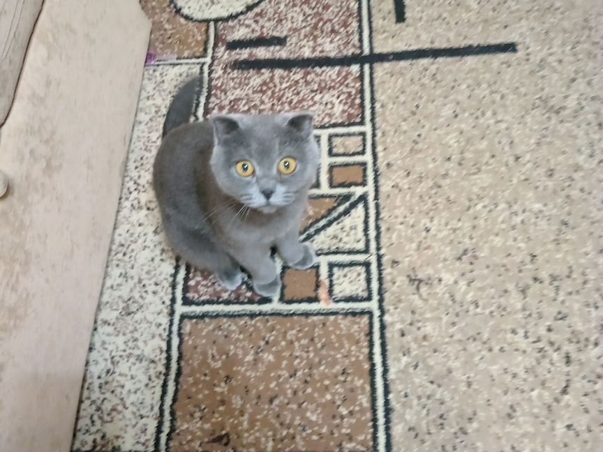 Вязка с кошкой