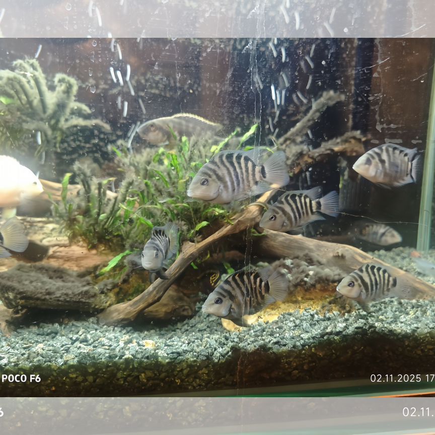 Цихлиды чернополосые