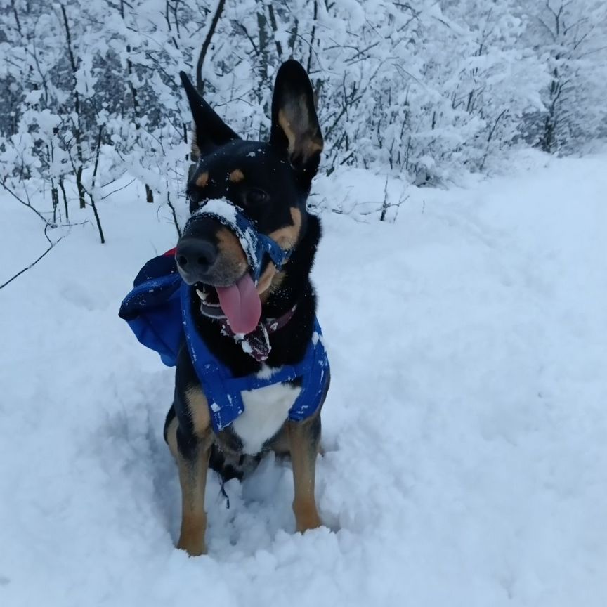 Передержка домашних животных