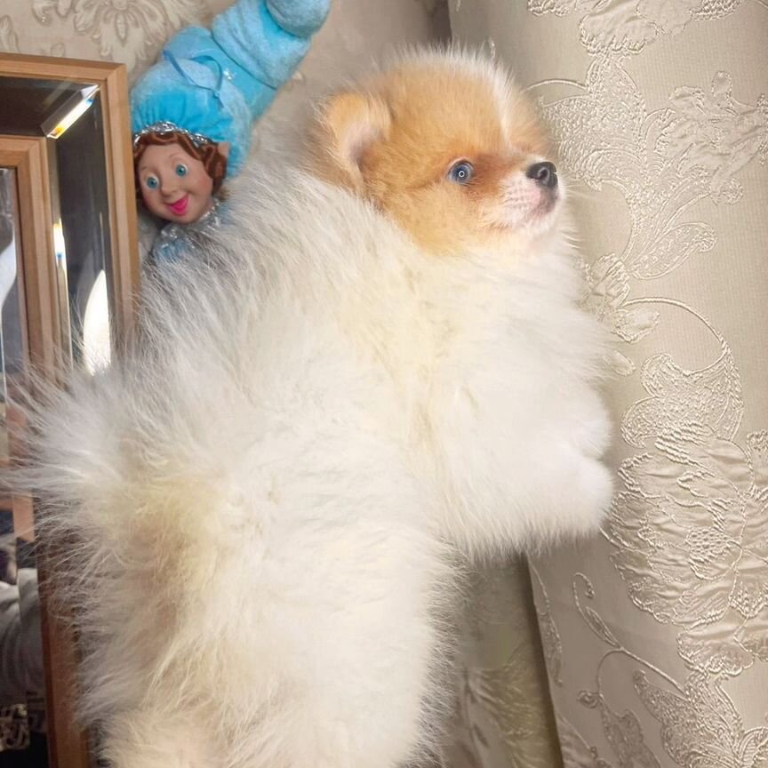 Разноглазые пати