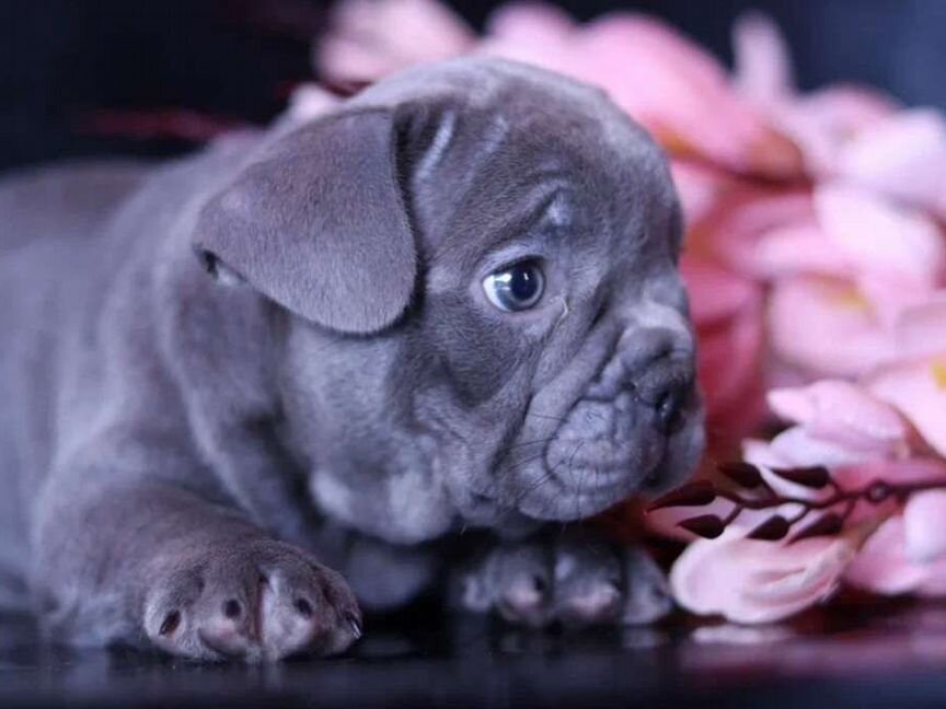 Лиловый шарм французский бульдог