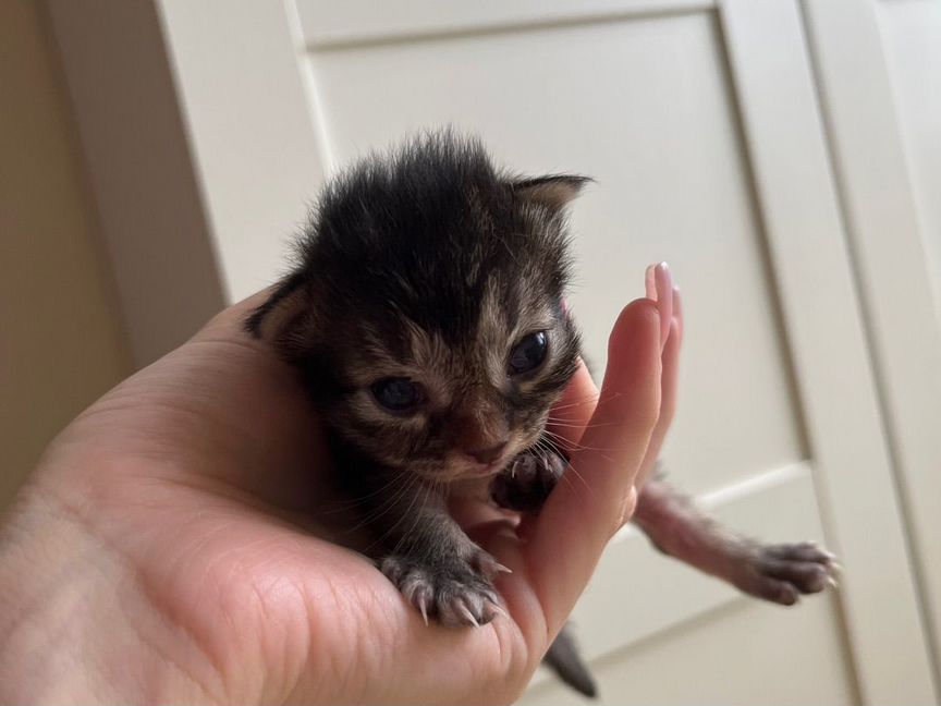 Абиссинские котята помесь