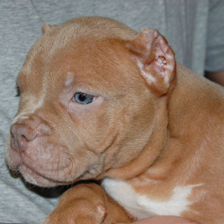 Щенки американского булли