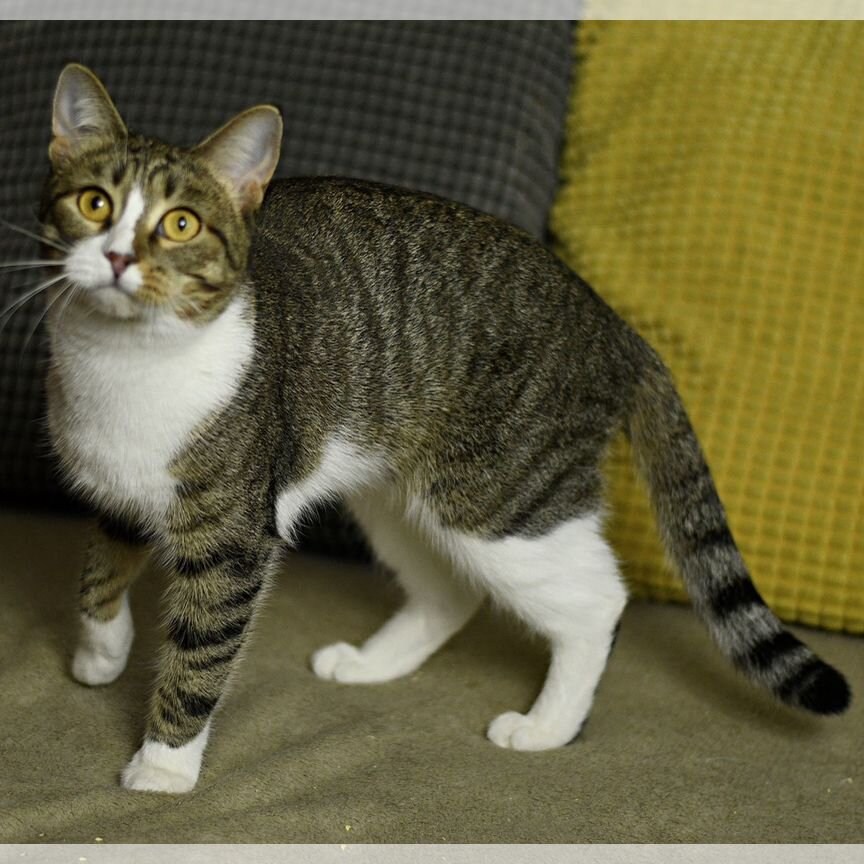 Взрослая кошка в добрые руки