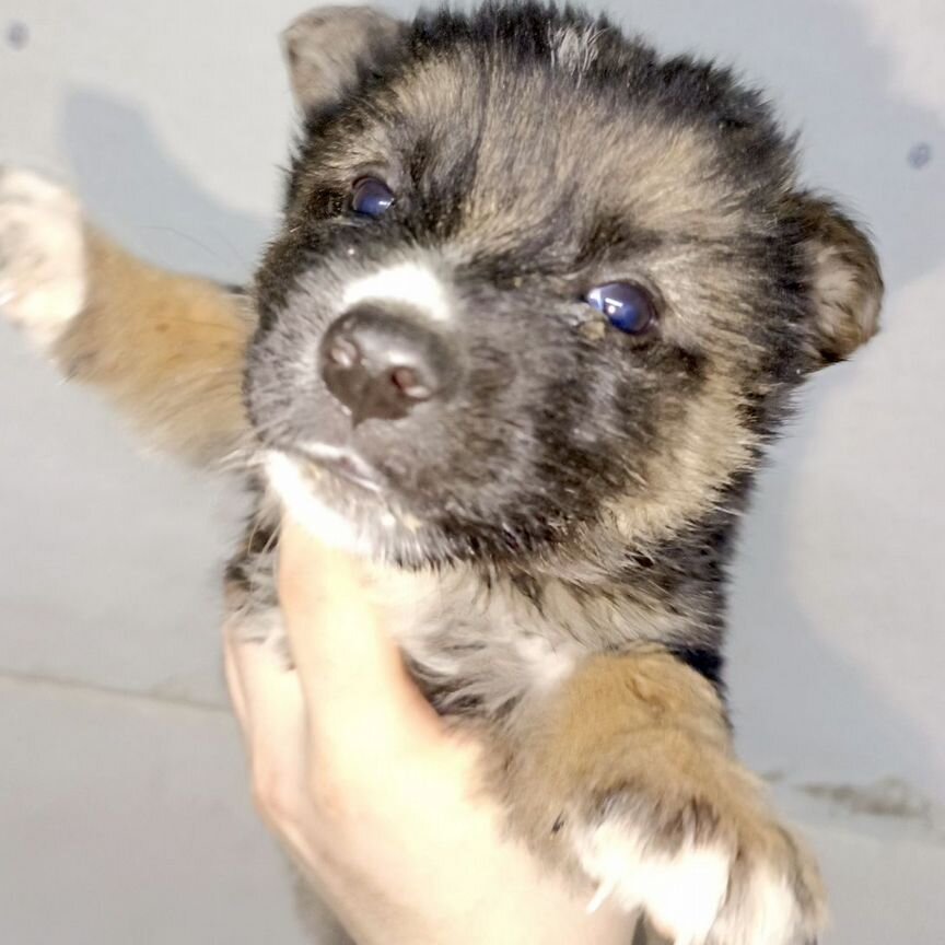 Немецкая овчарка, щенок