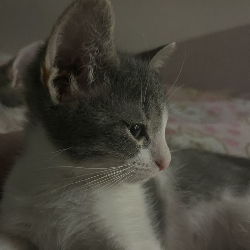 Котенок в добрые руки