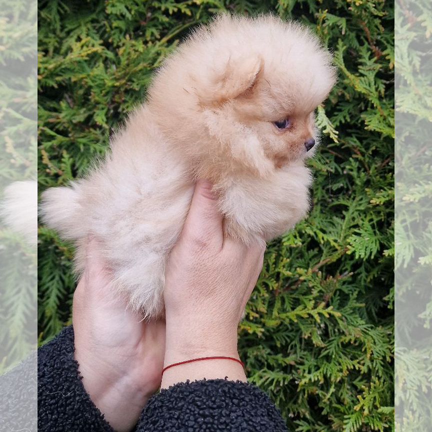 Померанский шпиц, щенок