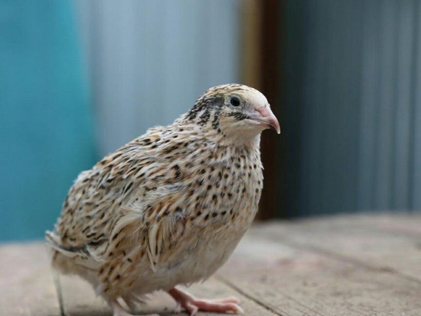 Перепела мальчики на мясо