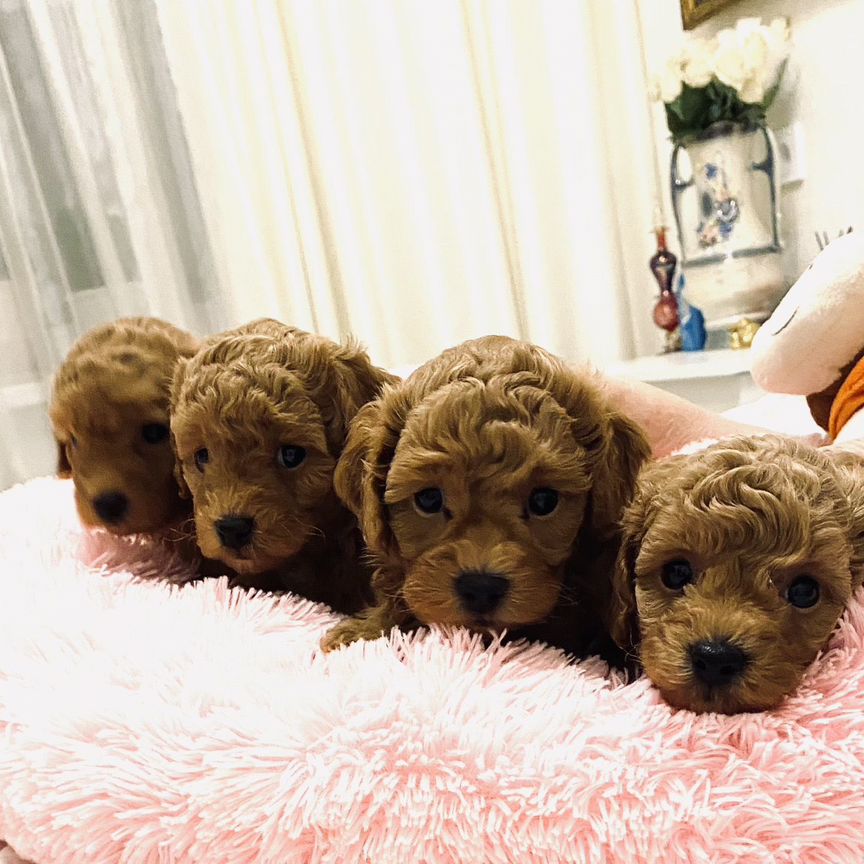 Детки мальтипу F1