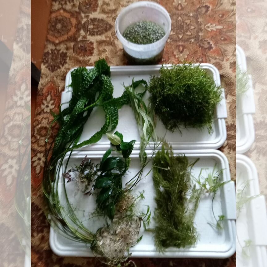 Аквариумные рыбки и растения