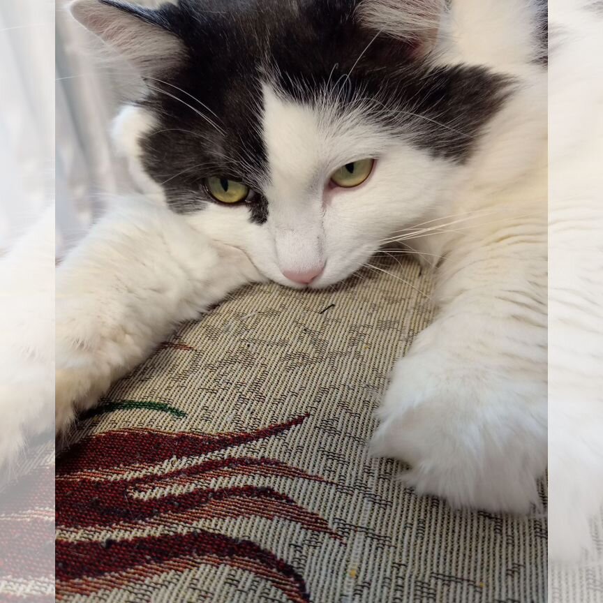 Сибирский кот, взрослый