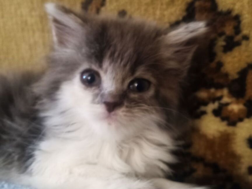 Котятам негде жить