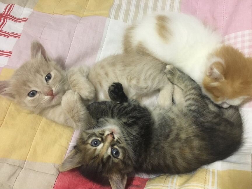 Котята в добрые руки