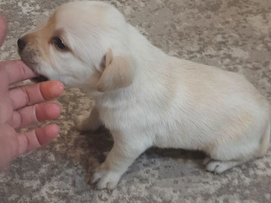 Щенки лабродора